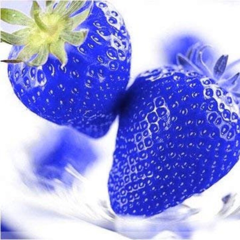 Blue Strawberry Seeds, Rare Blue Strawberry, Nutritious Fruit Seed ...