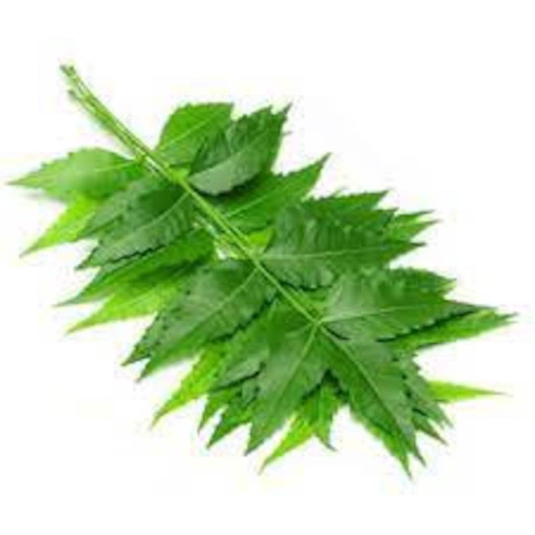 Neem Leaves-neem Patta-azadirachta Indica-raw Herbs-jadi - Etsy