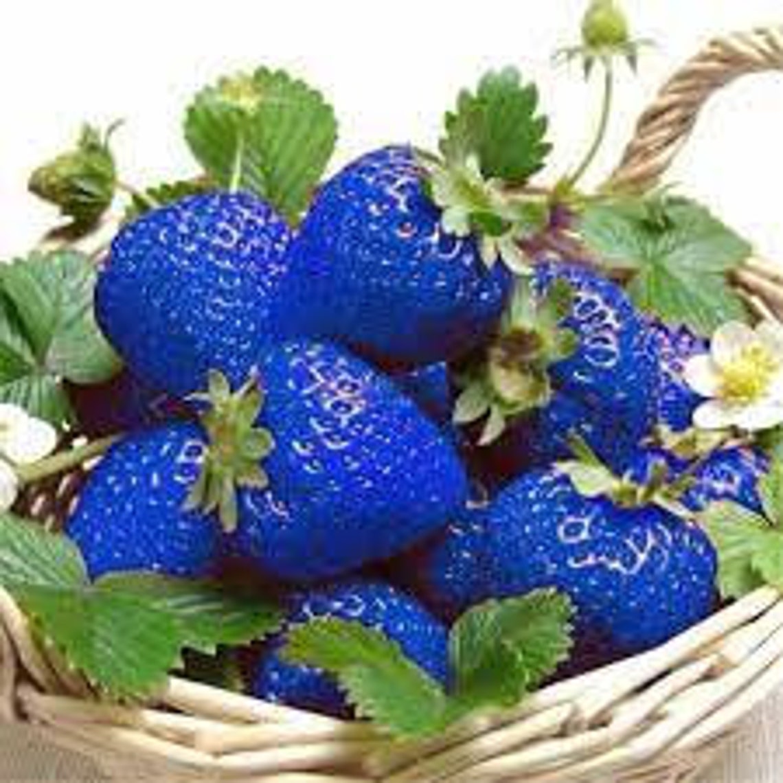 Blue Strawberry Seeds, Rare Blue Strawberry, Nutritious Fruit Seed ...
