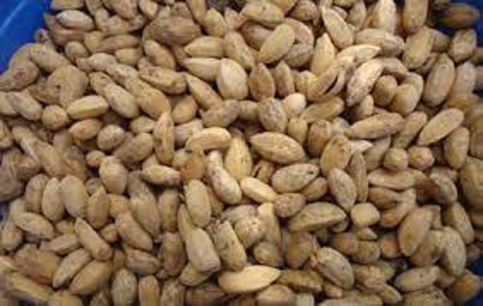 Neem Seeds, Neem Niboli Sabut, Neem Ke Beej, Azadirachta, Indian Neem ...