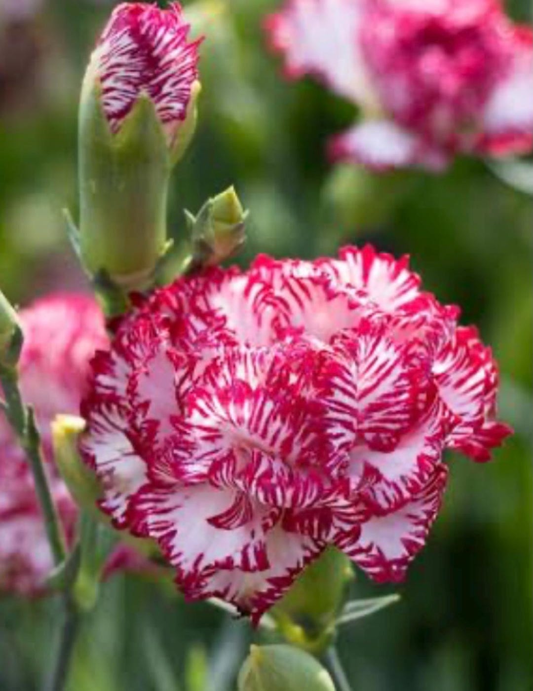 Rippled Raspberry Carnation Seeds With FREE ASTER Seeds+gift Packed ...