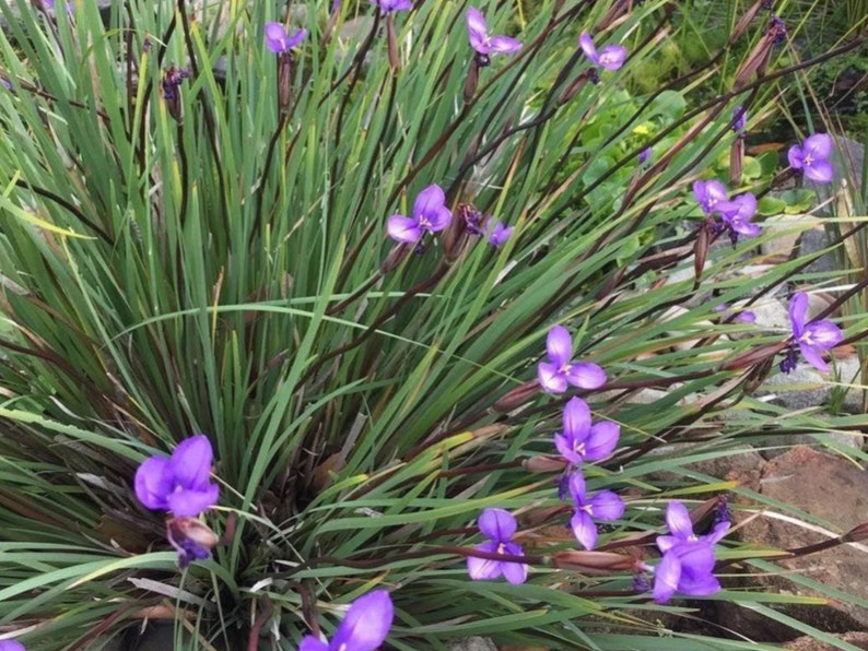 Australian Native Iris, 30 Seeds, Great Valuefree SEED Offerfree Garden ...