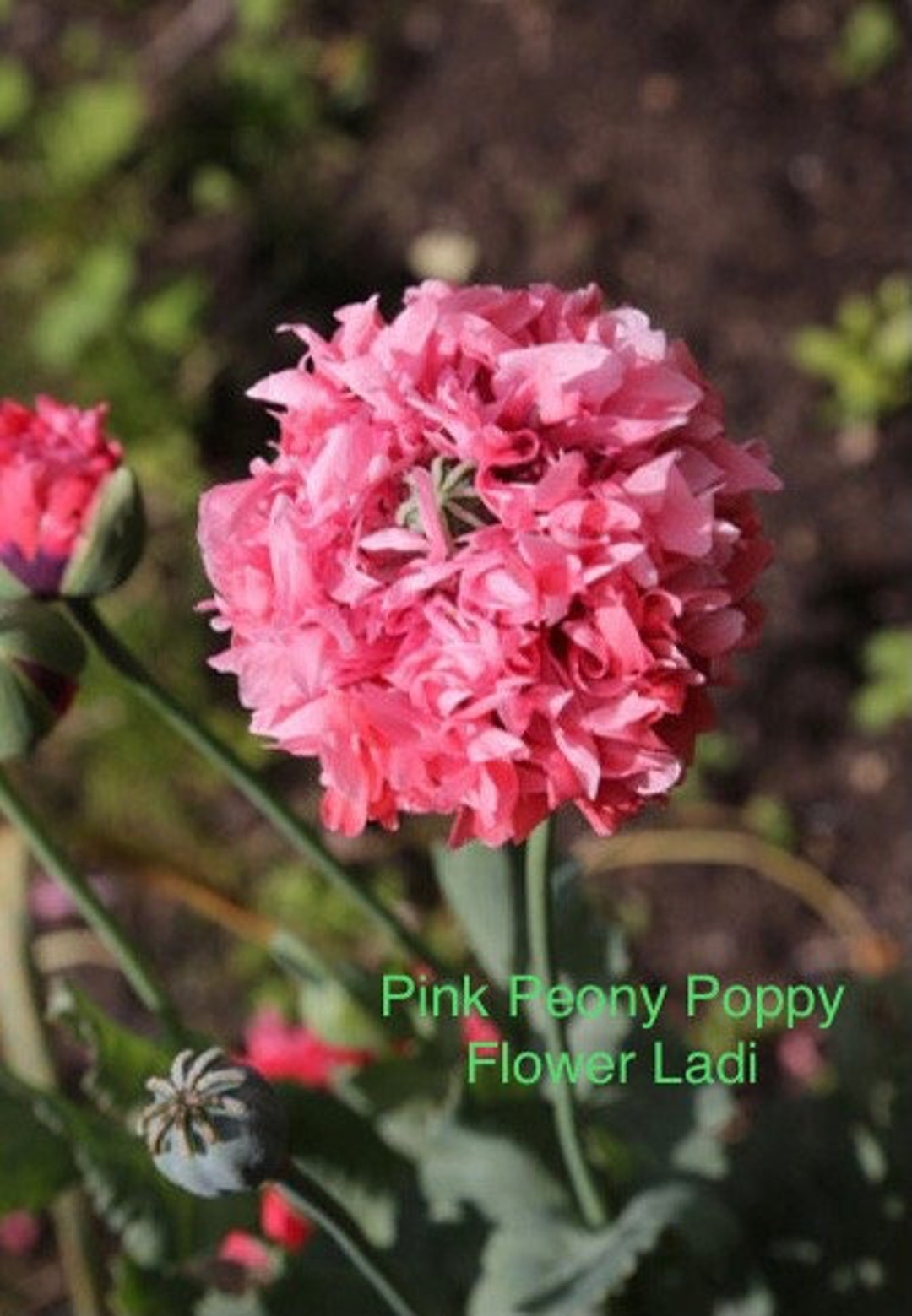 FREE Mixed Peony 300 With Your Peony Poppy, Pink, 350 Seeds.free Garden ...
