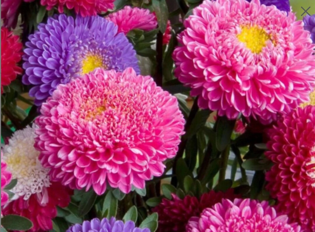 Aster Power Puff Giant Peony, 300+ FREE SEED Offer - Etsy Australia