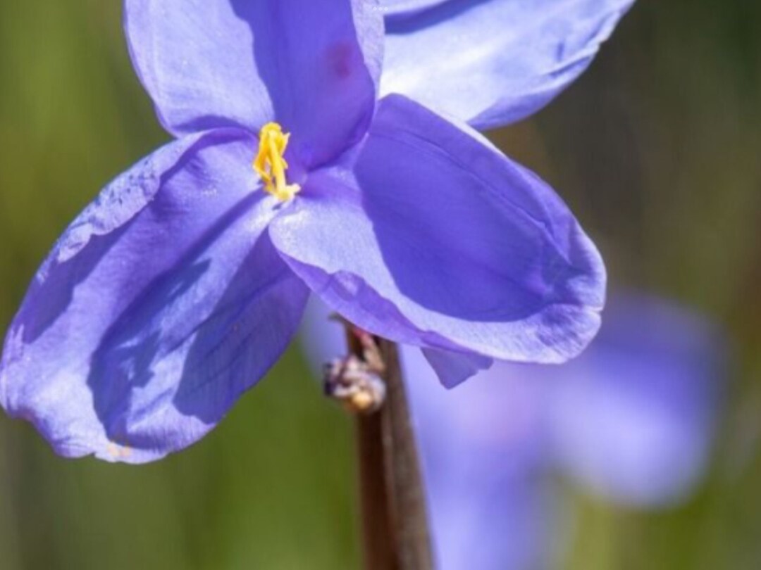 Australian Native Iris, 30 Seeds, Great Value+free SEED Offer - Etsy ...