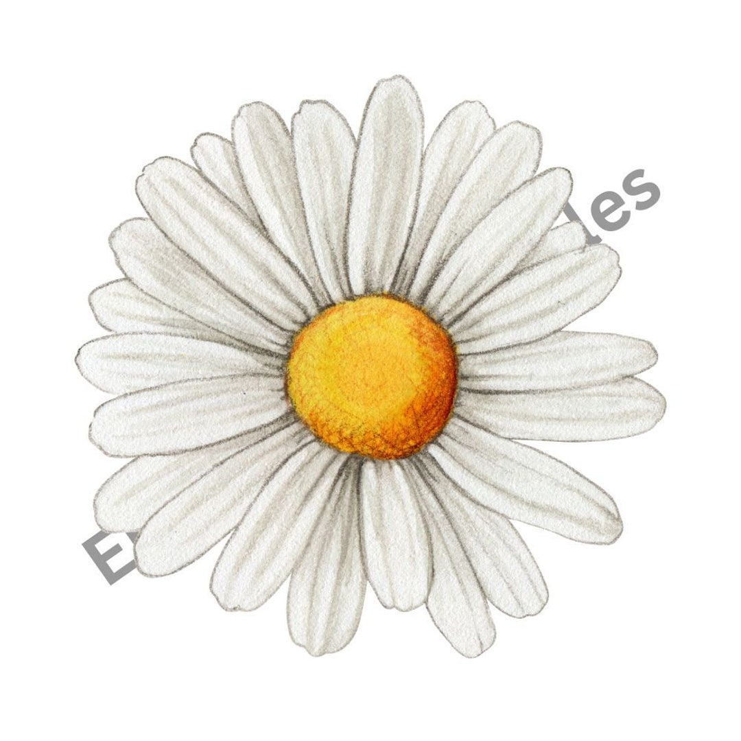 Daisy Svg, Daisy Flower Svg, Daisies, Daisy Svg File, Daisies Svg ...