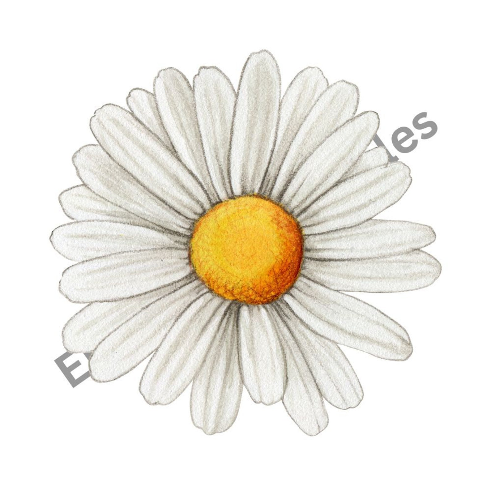 Daisy Svg, Daisy Flower Svg, Daisies, Daisy Svg File, Daisies Svg ...