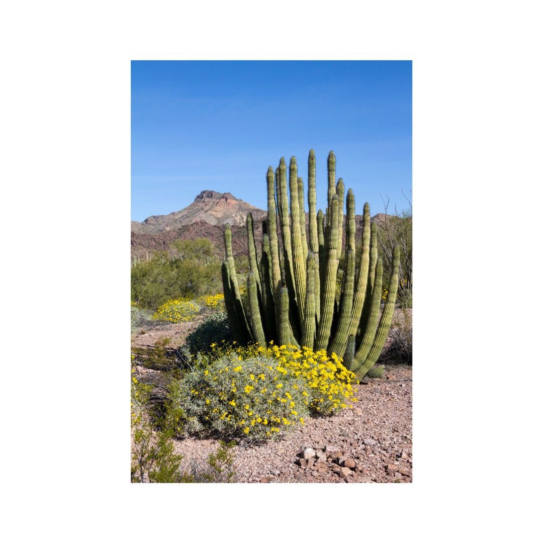 Arizona Cactus SVG, Cactus SVG, Cactus PNG, Succulent Svg, Succulent ...