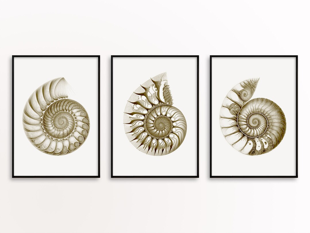 Ammonite Wall Art, Sepia Fossil Art Print, Ocean Art, Minimalist ...