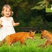 24 Fox Photo Overlays Fox Photo Overlays Animals Digital - Etsy