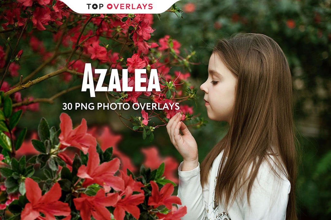 30 Azalea Photo Overlays, Photoshop Overlay, Digital Overlay, Flower ...