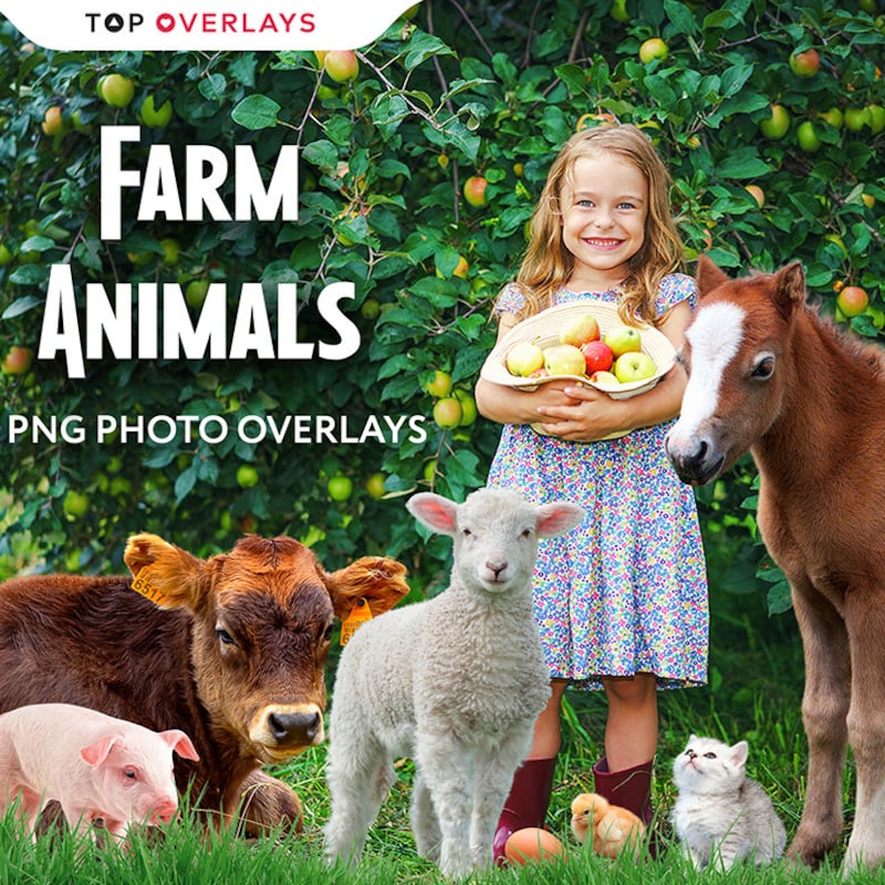 Farm Animal Photo - Etsy