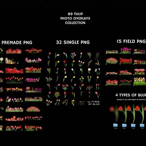 89 Tulip Photo Overlays, Flower Overlays Photoshop, Flower Overlays for ...