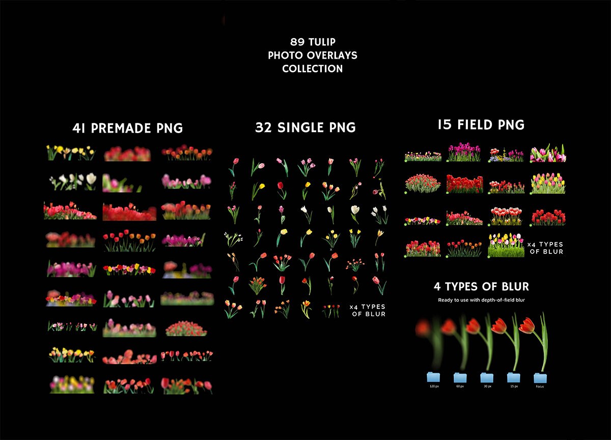 89 Tulip Photo Overlays, Flower Overlays Photoshop, Flower Overlays for ...