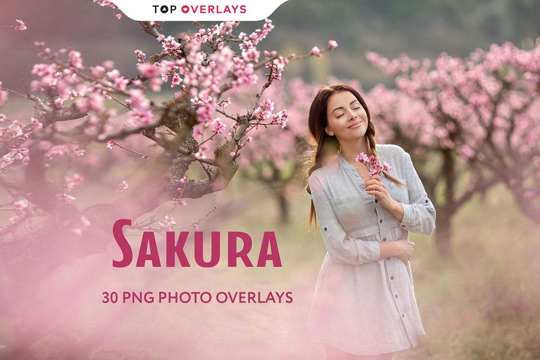 30 Sakura Photo Overlays, Photoshop Overlay, Digital Overlay, Flower ...