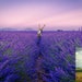 30 Lavender Photo Overlays, Flower Overlays Png, Photo Overlays ...