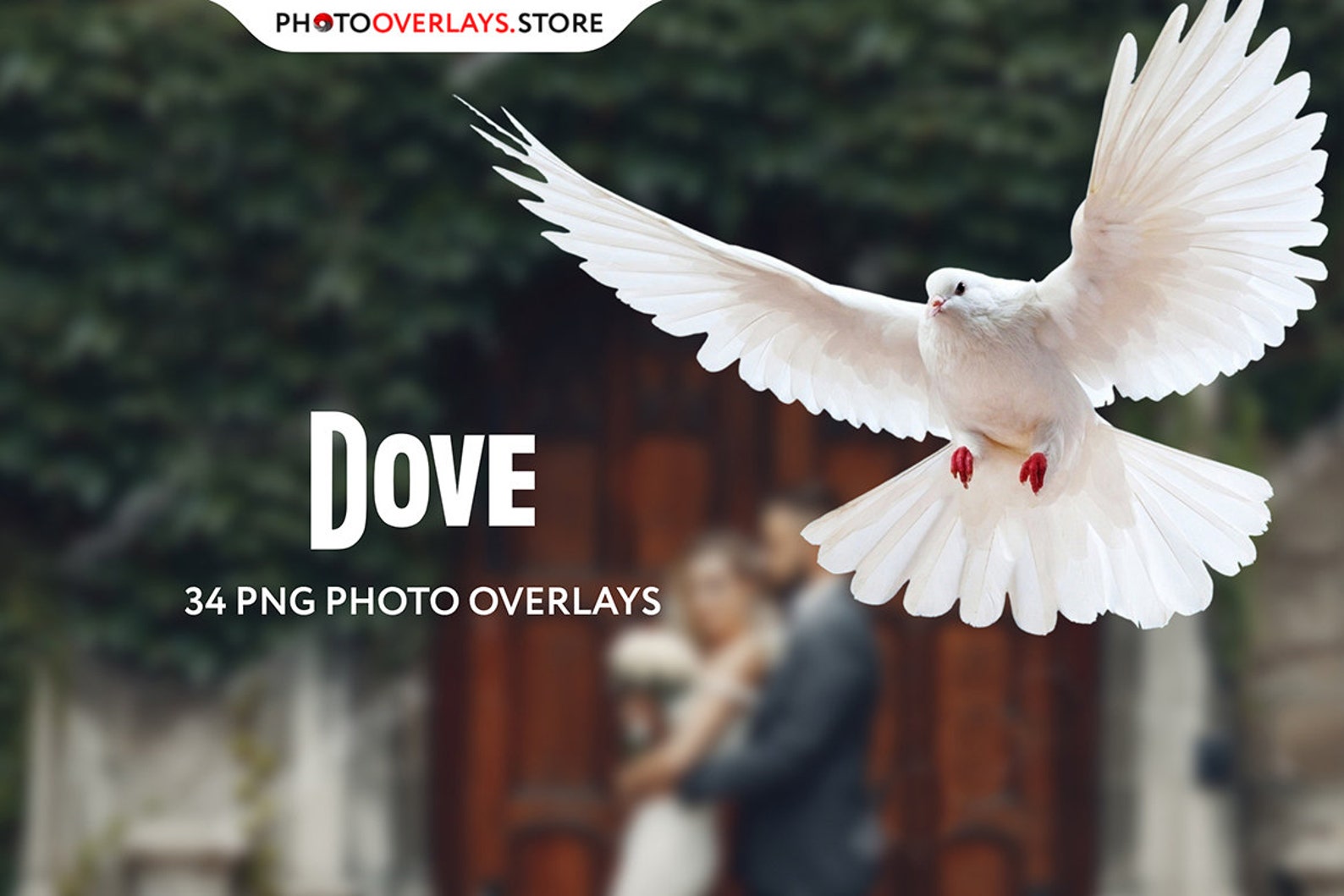 34 Dove Photo Overlays, Dove Birds, Photoshop Overlay, Digital Overlay ...
