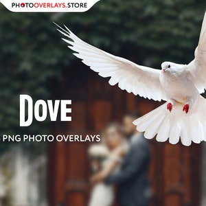 34 Dove Photo Overlays, Dove Birds, Photoshop Overlay, Digital Overlay ...
