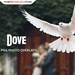 34 Dove Photo Overlays, Dove Birds, Photoshop Overlay, Digital Overlay ...