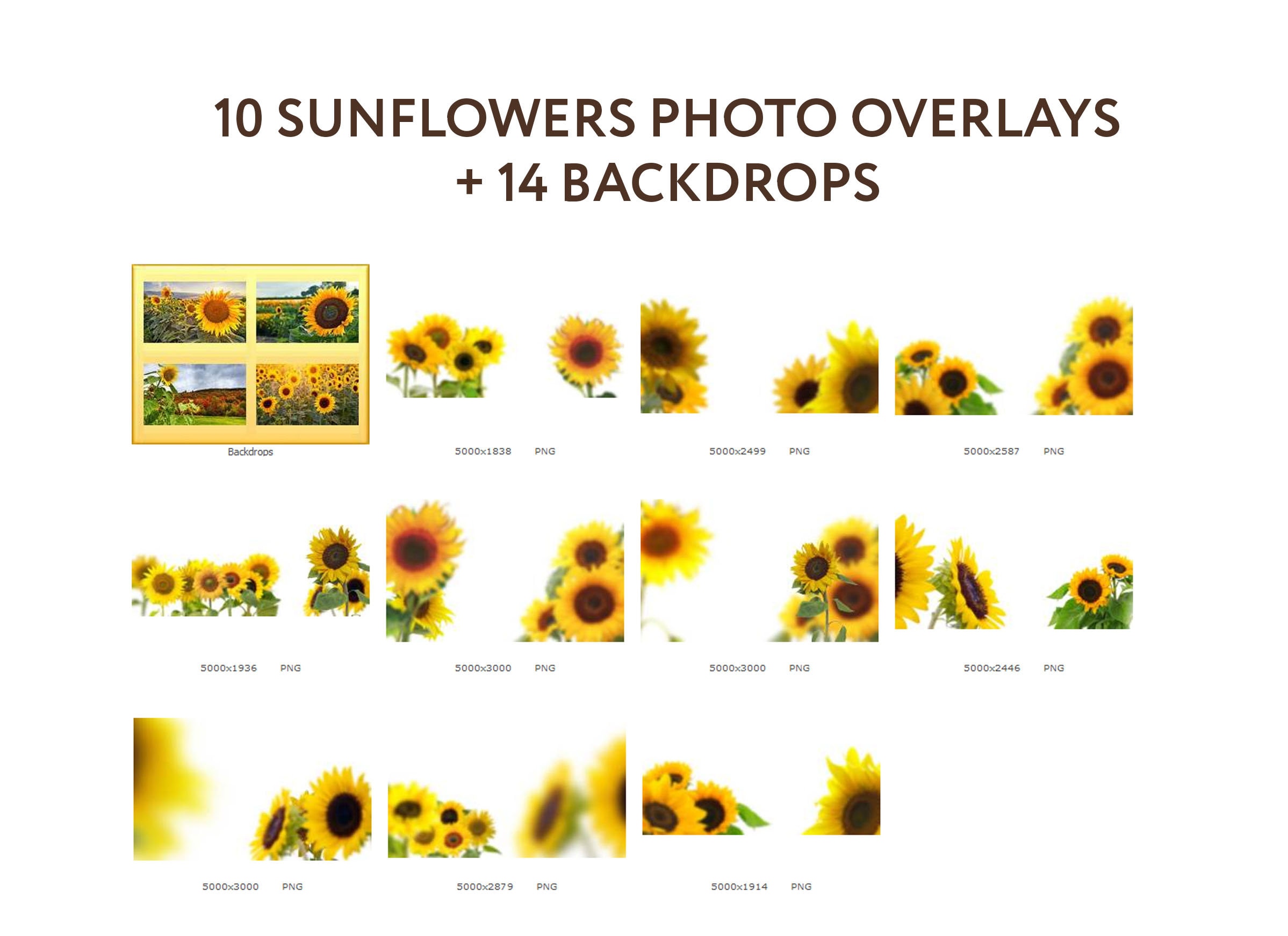 Sunflower Photo Overlays and Backdrops, Flower Overlays Png, Photo ...