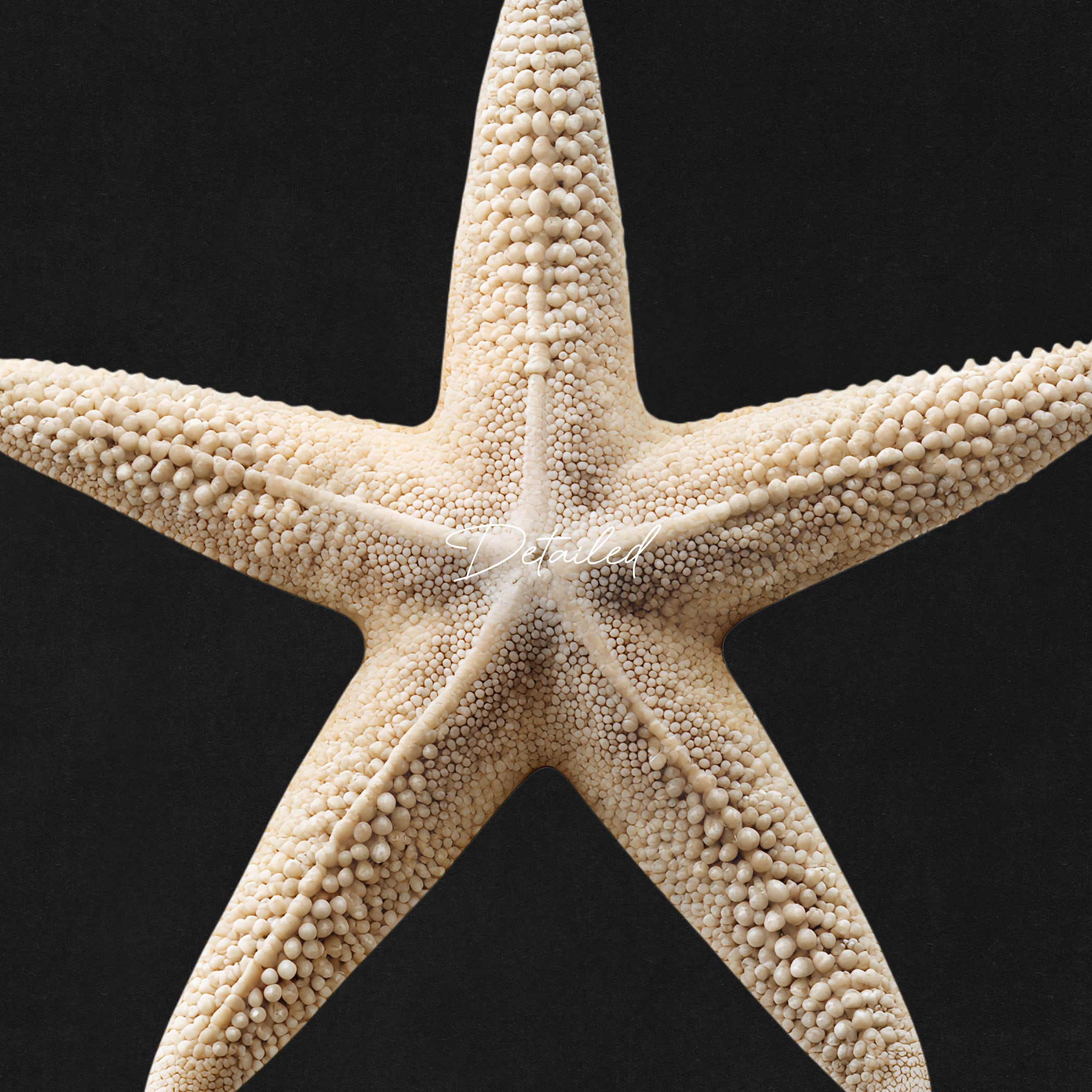 47 Starfish PNG Photo Overlays and Backgrounds - Unique Marine Life ...