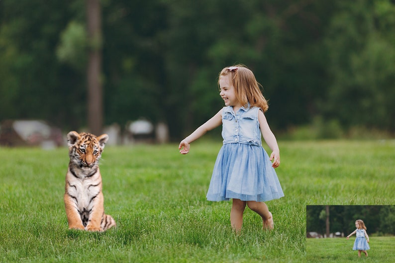 26 Tiger Photo Overlays, Photoshop Overlay, Digital Overlay, Safari ...
