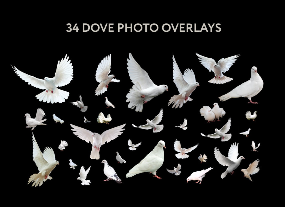 34 Dove Photo Overlays, Dove Birds, Photoshop Overlay, Digital Overlay ...
