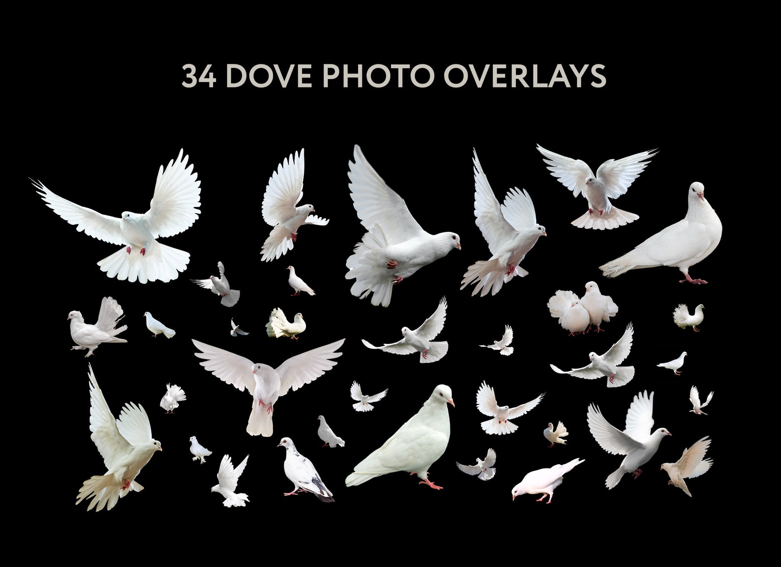 34 Dove Photo Overlays, Dove Birds, Photoshop Overlay, Digital Overlay, Birds Overlay, Bird ...