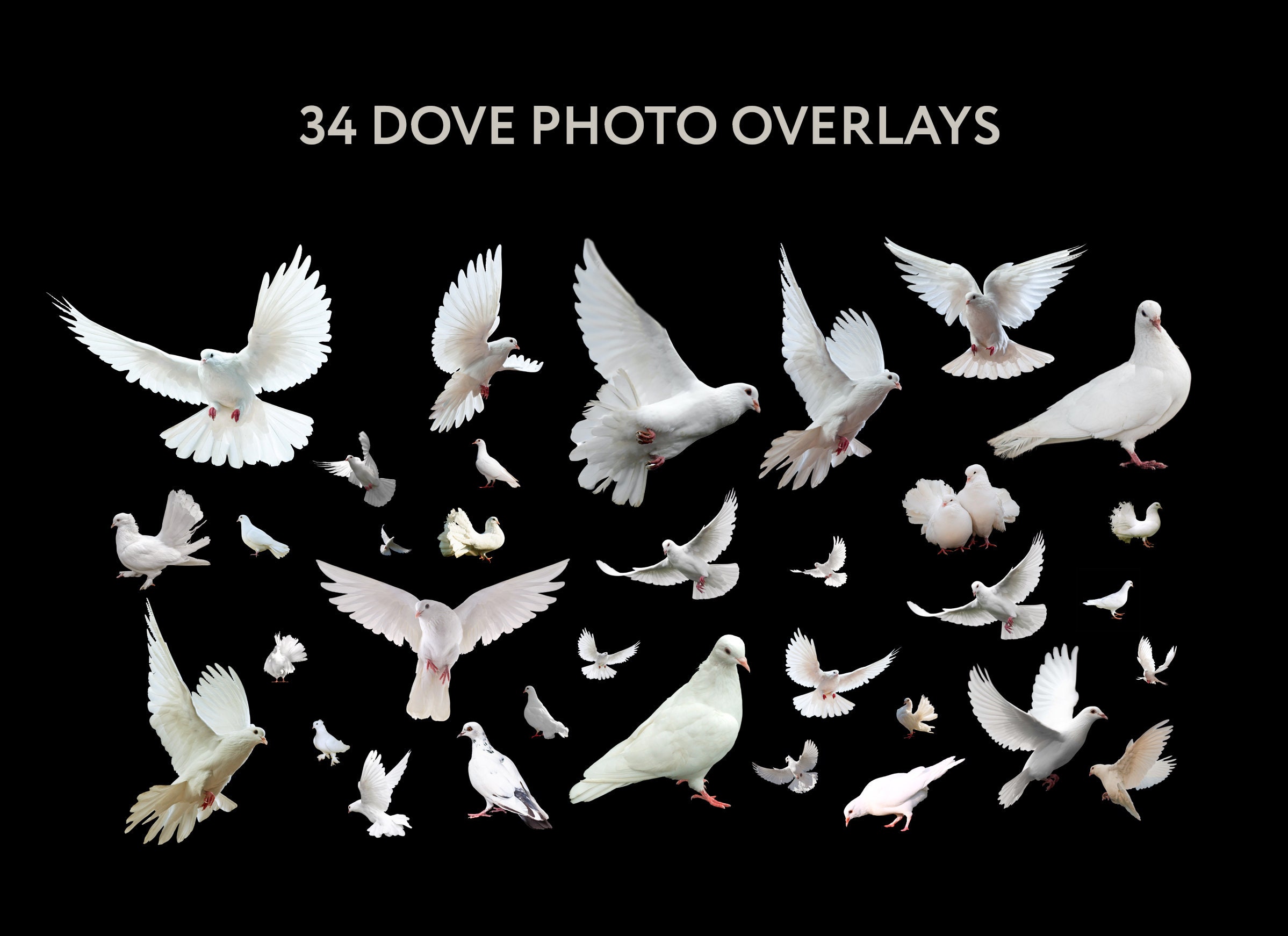 34 Dove Photo Overlays, Dove Birds, Photoshop Overlay, Digital Overlay ...