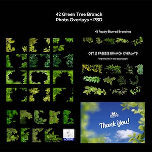 42 Green Tree Branch Photo Overlays, Branches, Tree Branches, Photo ...