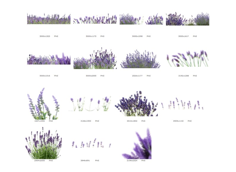 30 Lavender Photo Overlays Flower Overlays Png Photo - Etsy