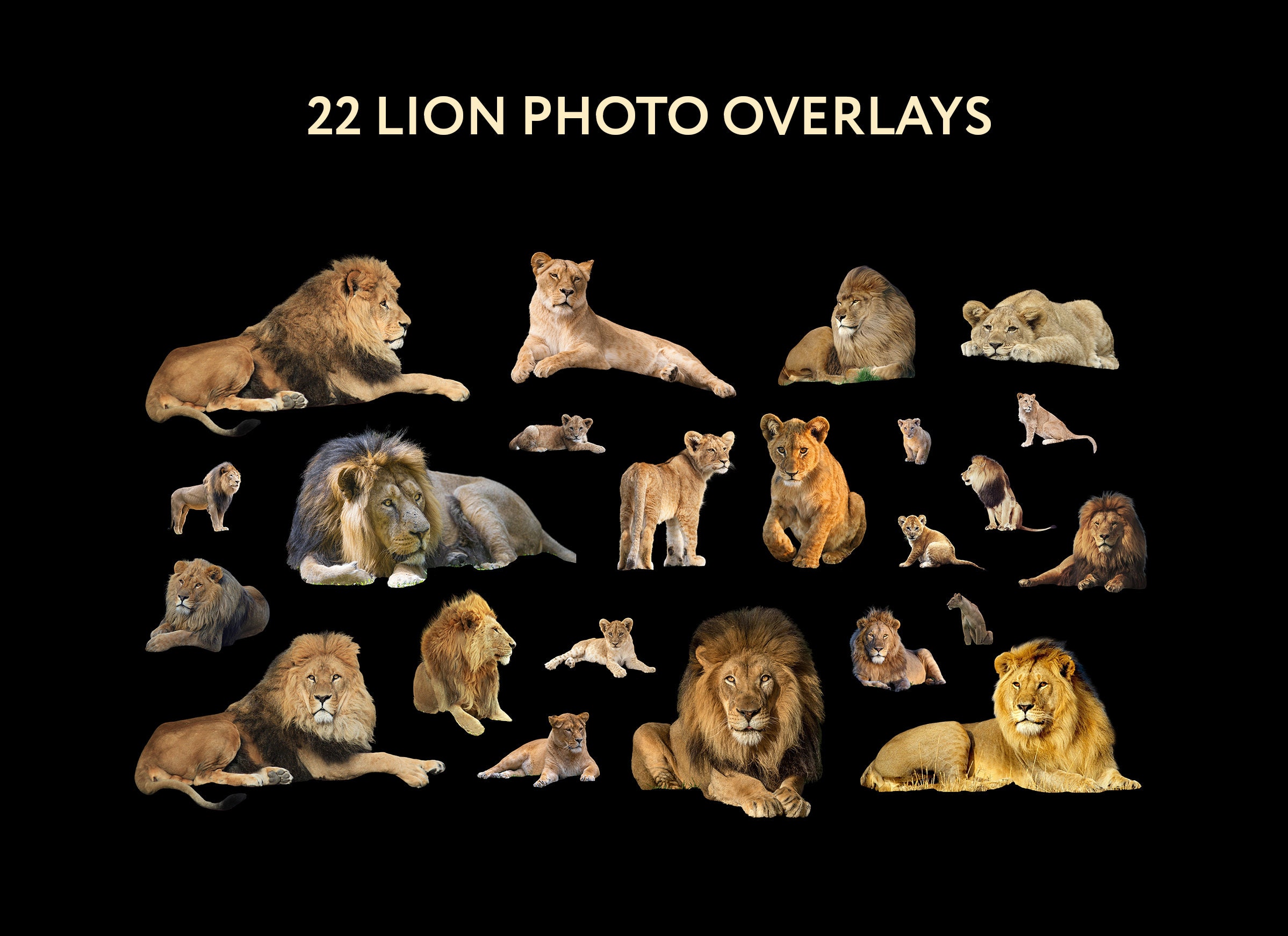 22 Lion Photo Overlays, Photoshop Overlay, Digital Overlay, Safari ...