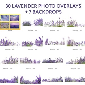 30 Lavender Photo Overlays, Flower Overlays Png, Photo Overlays ...