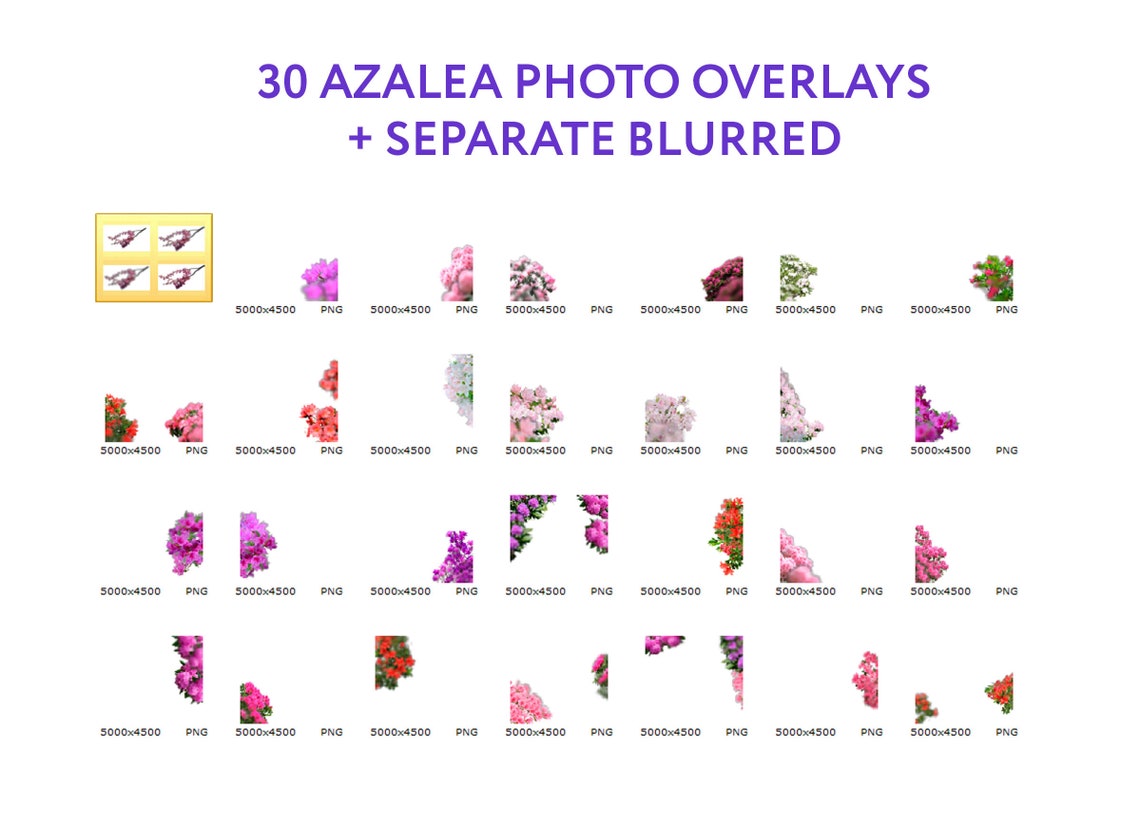 30 Azalea Photo Overlays, Photoshop Overlay, Digital Overlay, Flower ...