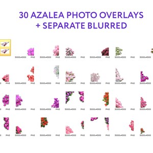 30 Azalea Photo Overlays, Photoshop Overlay, Digital Overlay, Flower ...