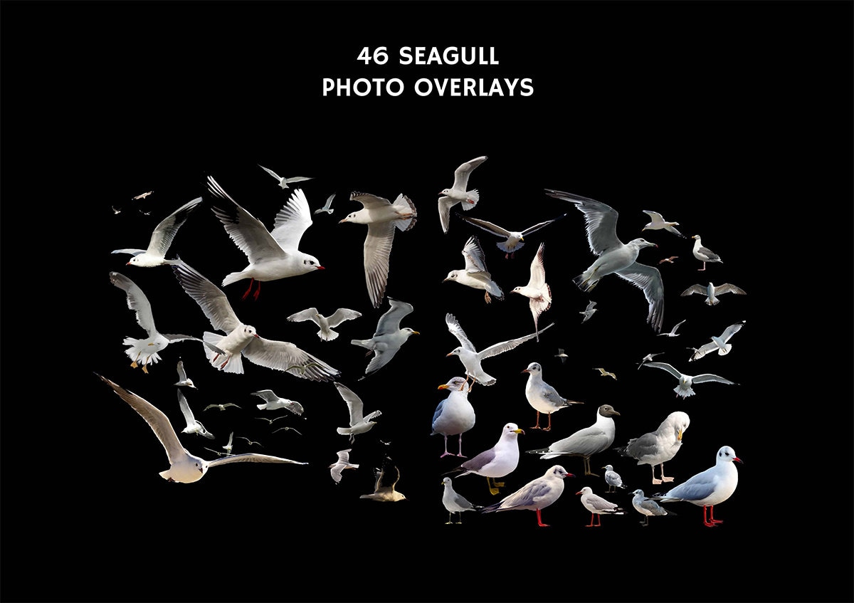 46 Seagull Photo Overlays, Photoshop Overlays, Ocean Overlays, Overlays ...