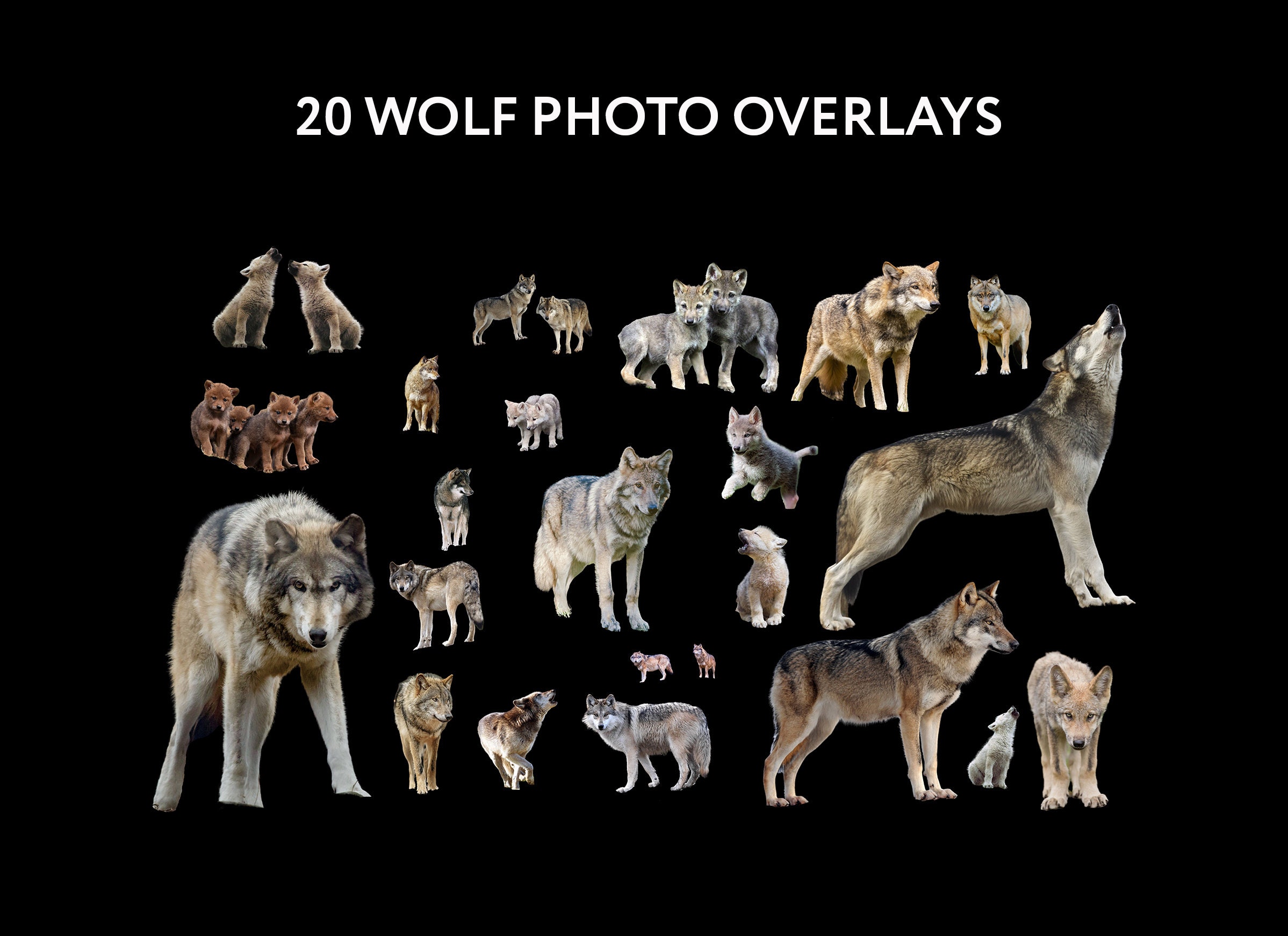 20 Wolf Photo Overlays, Photoshop Overlay, Digital Overlay, Forest ...