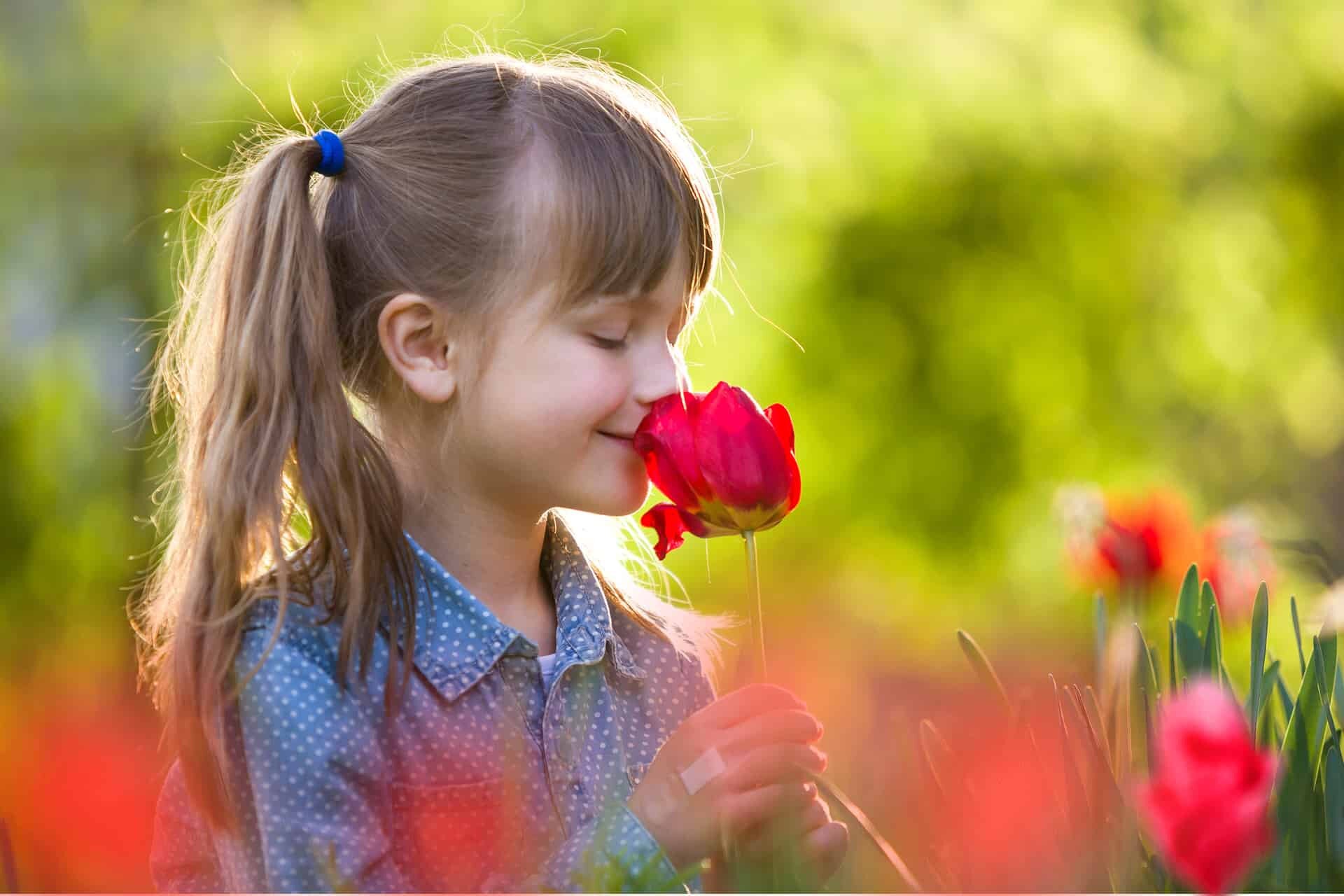 89 Tulip Photo Overlays, Flower Overlays Photoshop, Flower Overlays for Edits, Flower Blooming ...