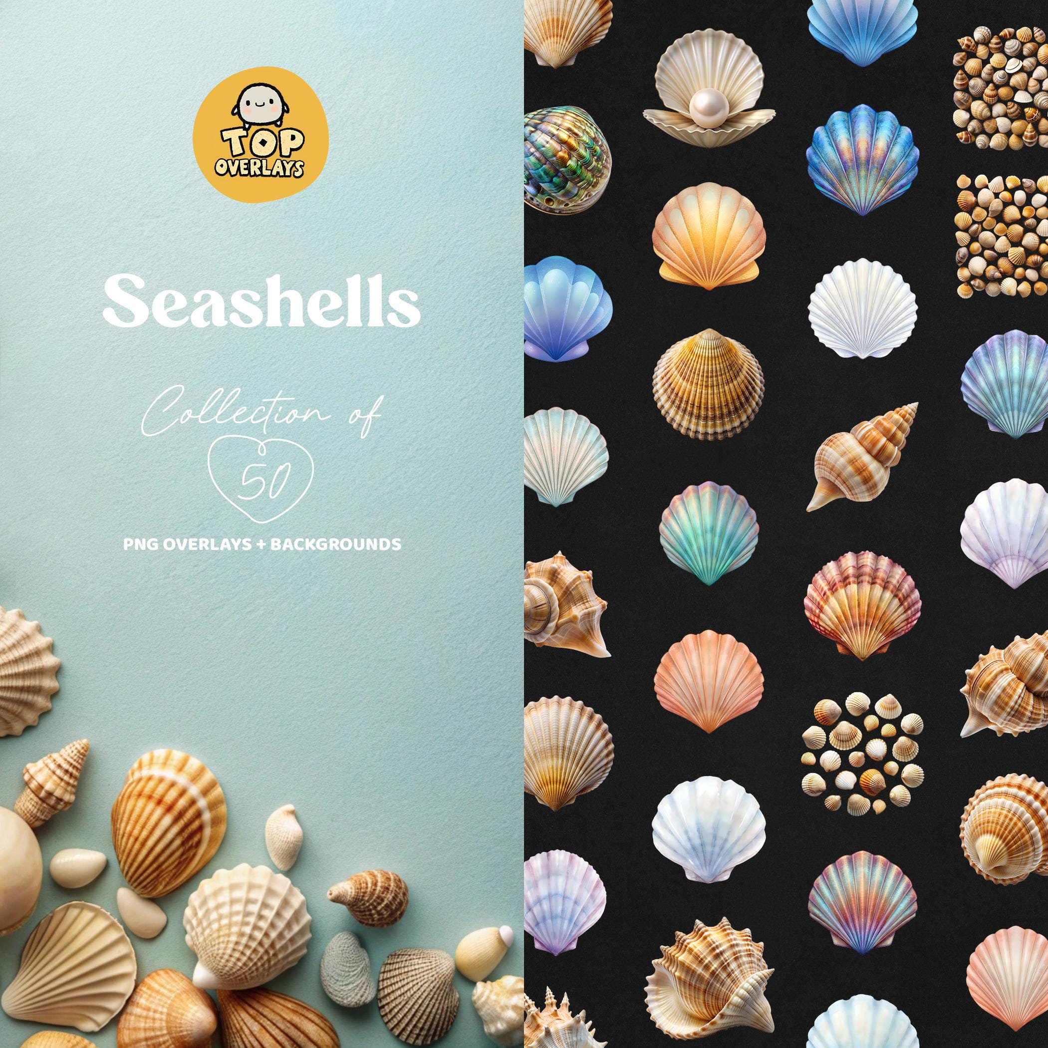 50 Seashells PNG Photo Overlays and Backgrounds - Perfect for Creative ...