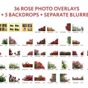 36 Rose Photo Overlays, Photoshop Overlay, Digital Overlay, Flower ...