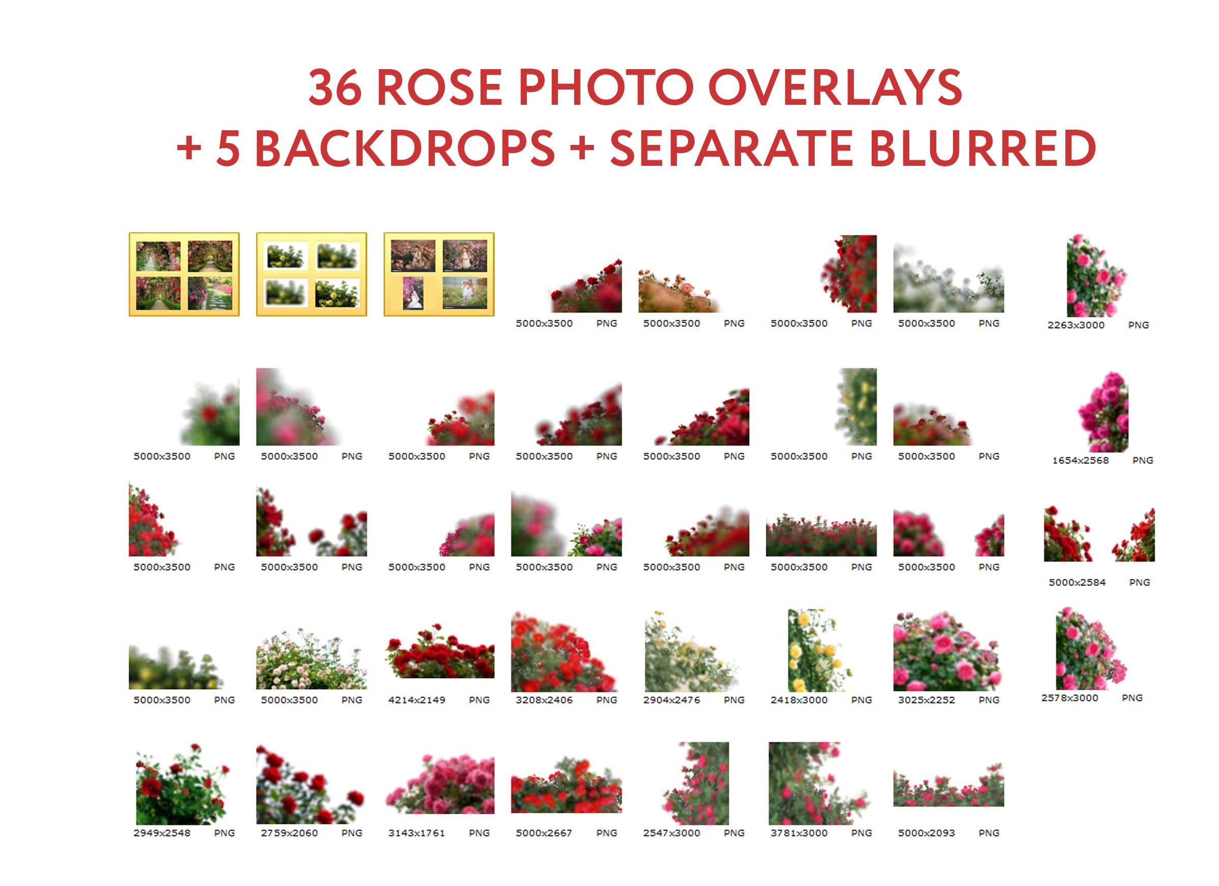 36 Rose Photo Overlays, Photoshop Overlay, Digital Overlay, Flower ...
