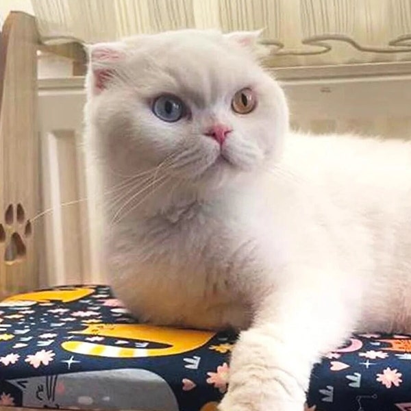 Cat Radiator Bed - Etsy