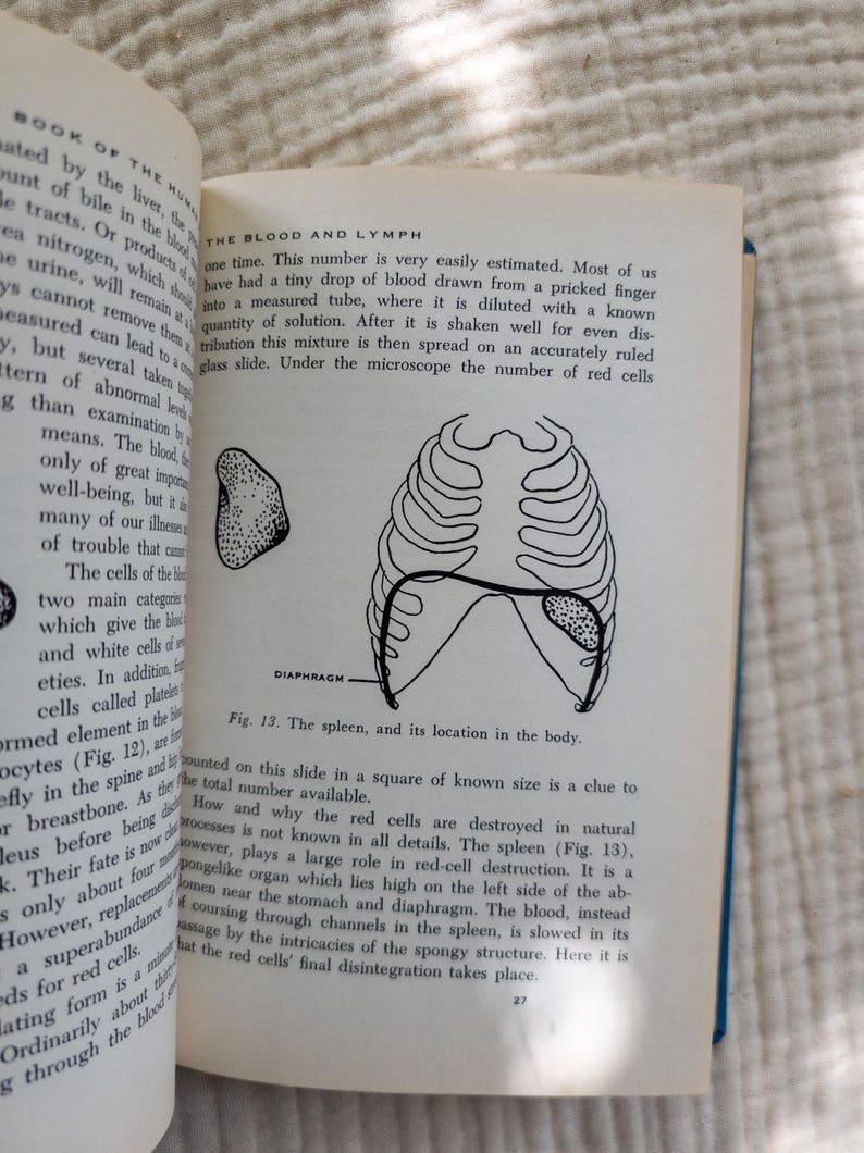 The Human Body 1955 | Vintage Science Book With Medical Illustrations ...