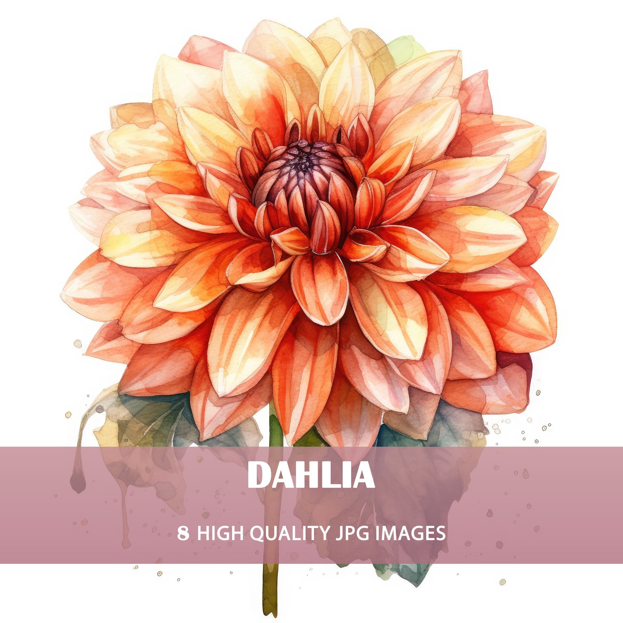 Dahlia Botanical Illustration Clipart: Digital Scrapbook & Poster ...