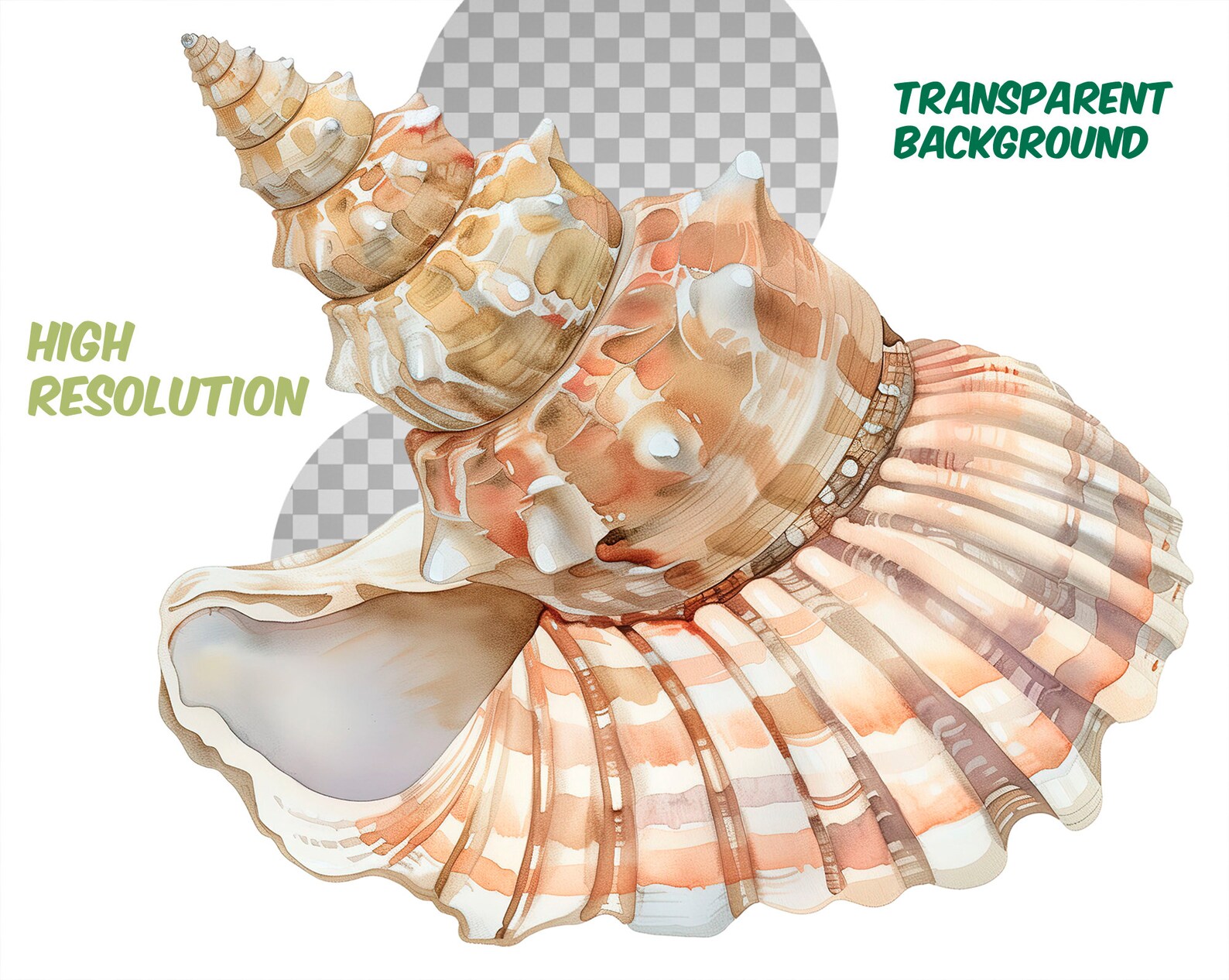 Watercolor Seashells Clipart Underwater Illustrations Beautiful ...