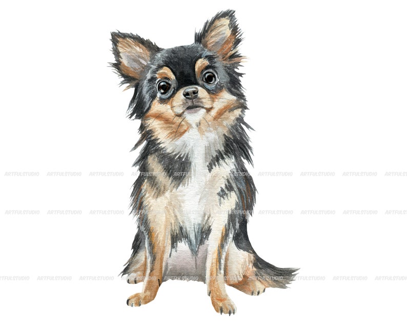 Imágenes prediseñadas de chihuahua en acuarela retratos realistas de perros ilustraciones de ...