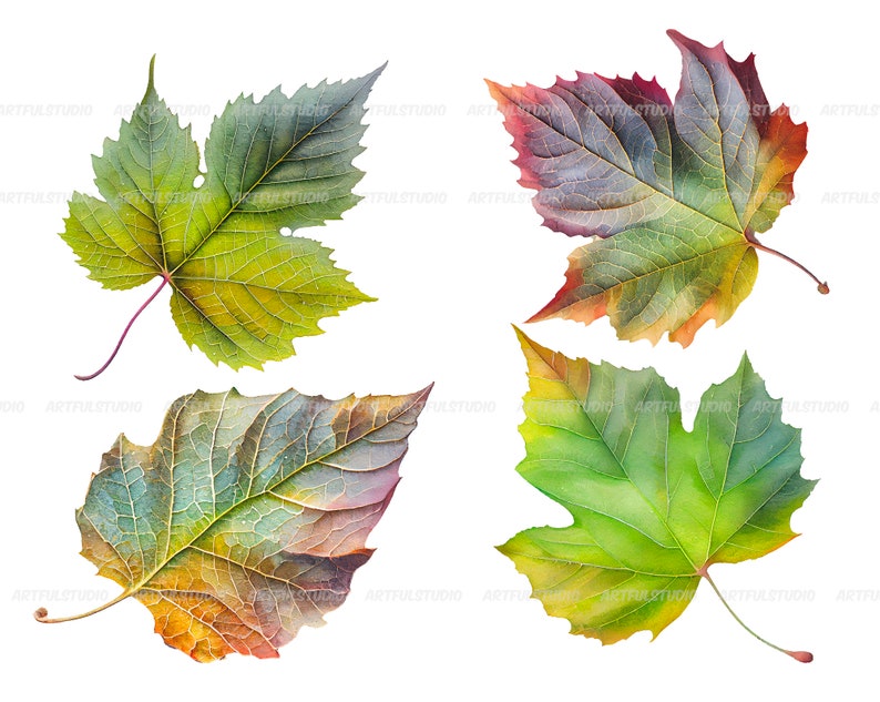 Watercolor Green Leaves Clipart Summer Leaf PNG Realistic Greenery ...