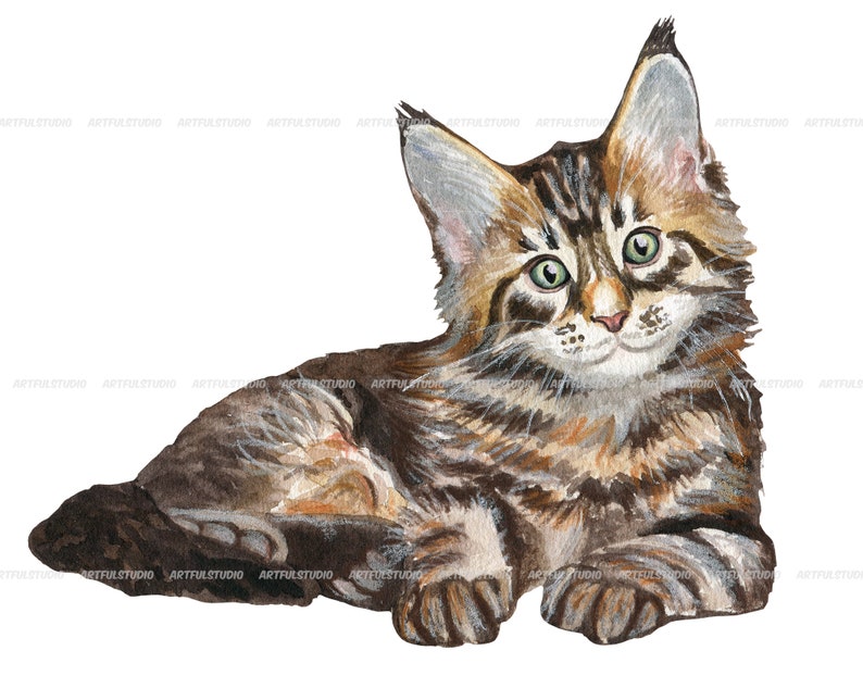 Watercolor Kittens Clipart-realistic Cats Clip Art-maine Coon - Etsy