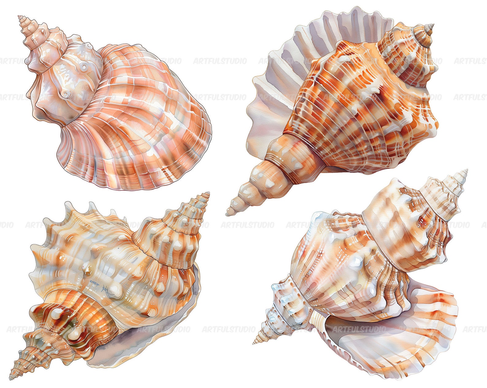 Watercolor Seashells Clipart Underwater Illustrations Beautiful ...