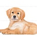 Watercolor Golden Retriever Puppies Clipart-labrador Breed Illustration ...